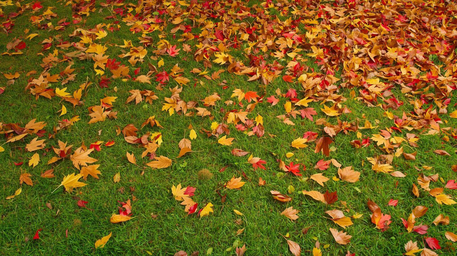 Mowing the lawn in autumn: Information on timing, tips and advice ...
